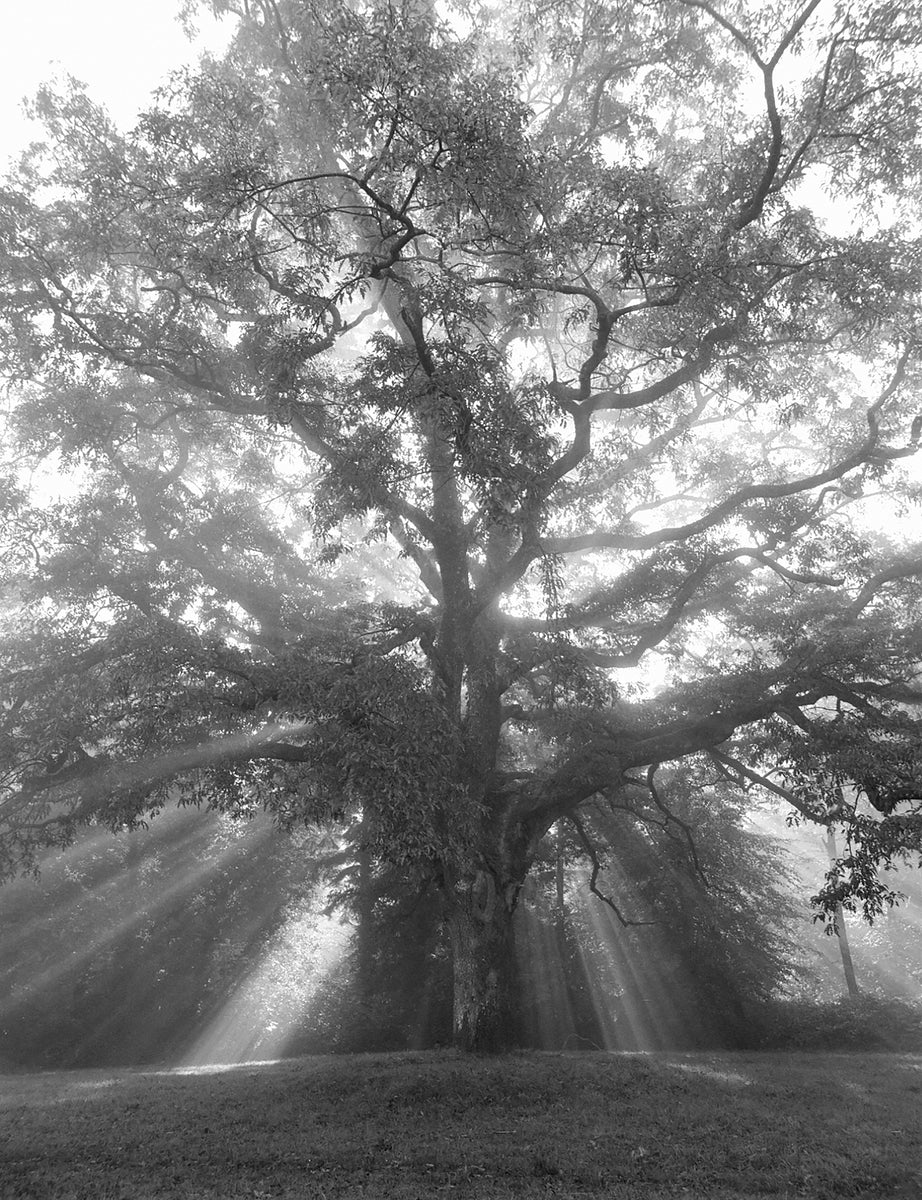"Oak God" Woodstock Gardens – Art by Carmel