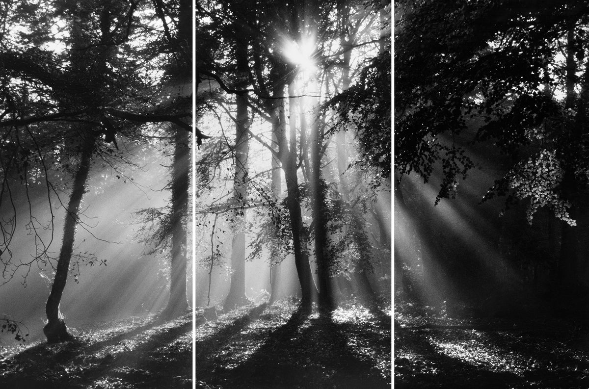 "Shaft" Triptych Woodstock Gardens – Art by Carmel